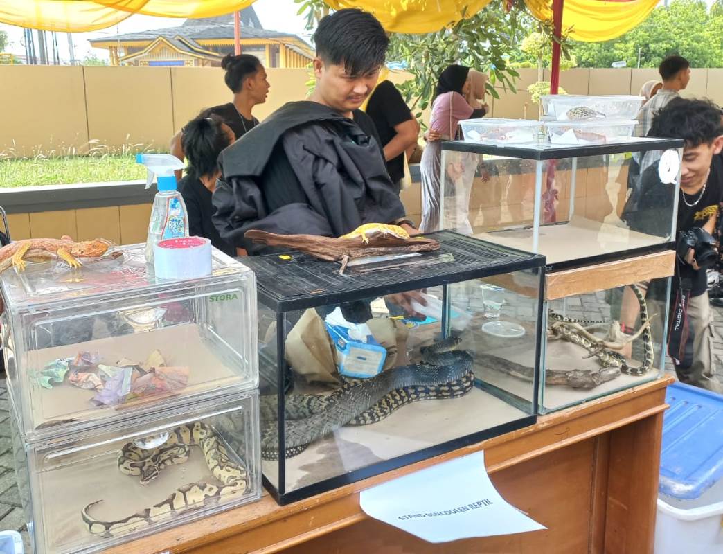 Komunitas Hewan Reptil Bencoolen Mengadakan Pameran untuk Memperkenalkan Secara Mendalam Pada ...